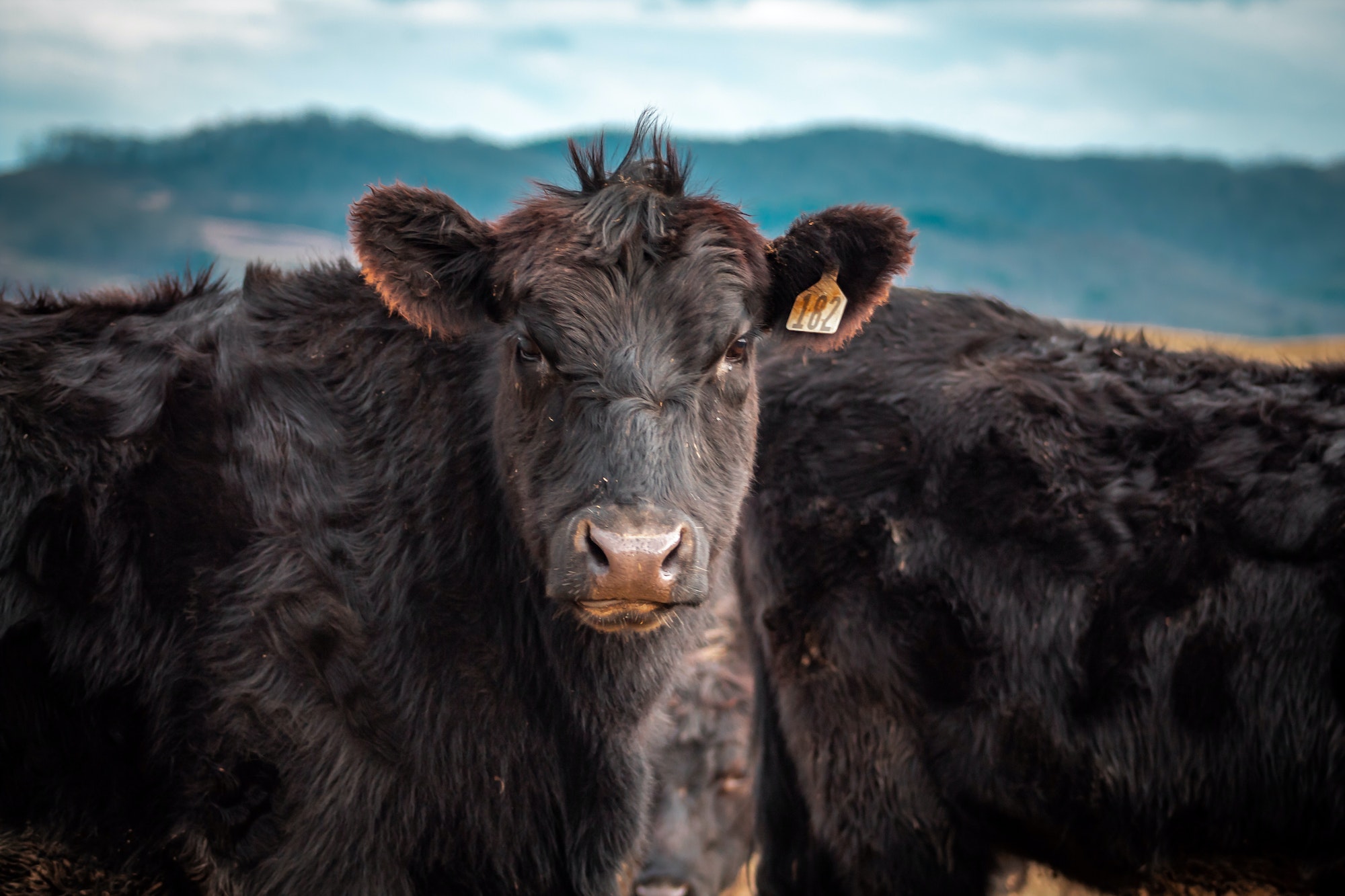 High Plains Feed & Seed – Just another WordPress site